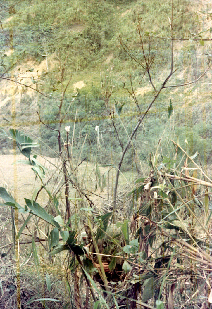 Operation Scotland II